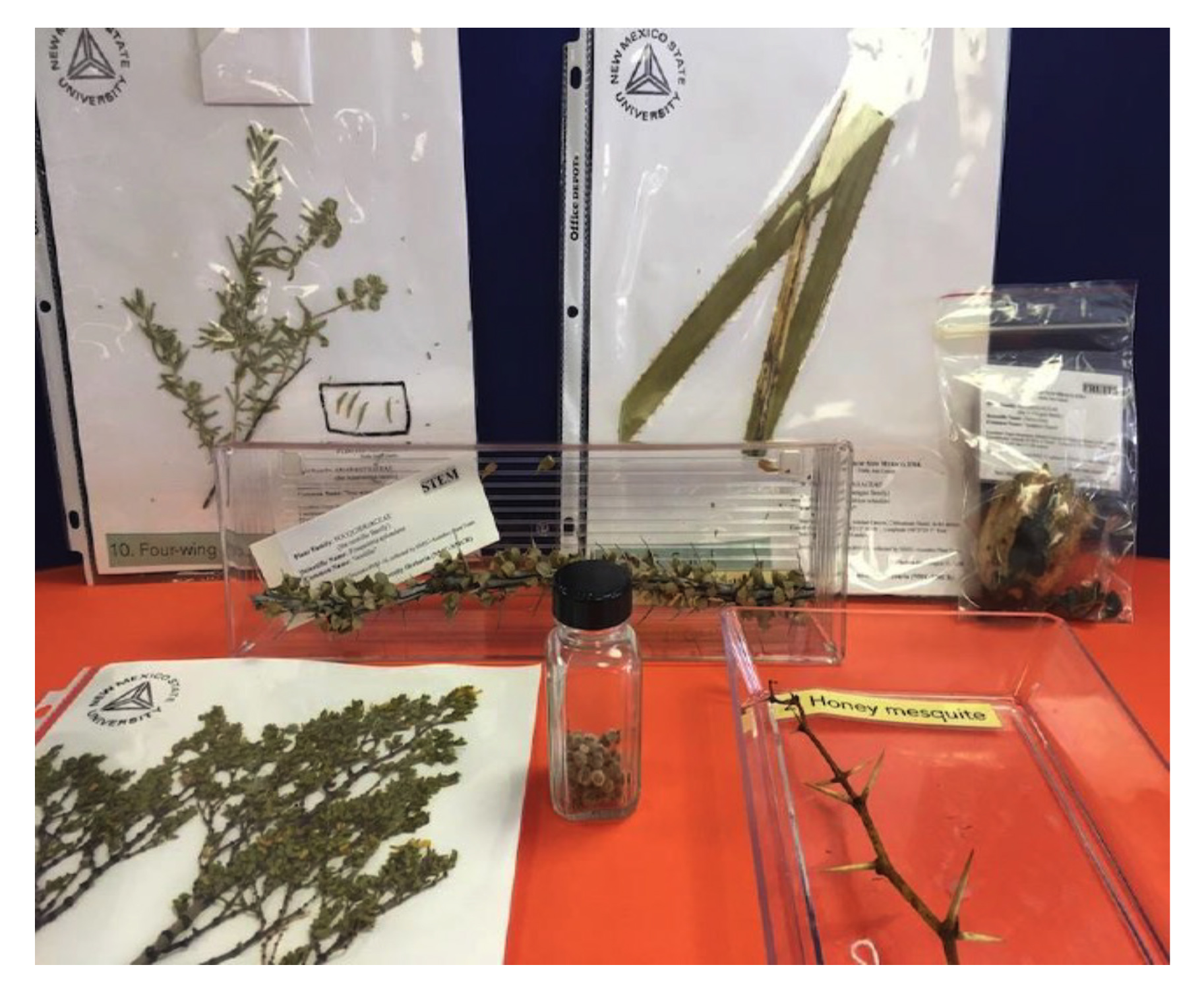 How to Collect and Preserve Rangeland Plants | New Mexico State ...