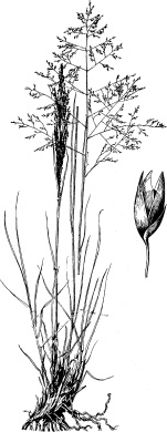 New Mexico Range Plants | New Mexico State University - BE BOLD. Shape ...