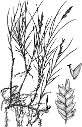 New Mexico Range Plants | New Mexico State University - BE BOLD. Shape ...