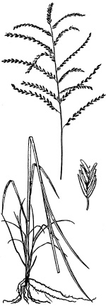 New Mexico Range Plants | New Mexico State University - BE BOLD. Shape ...