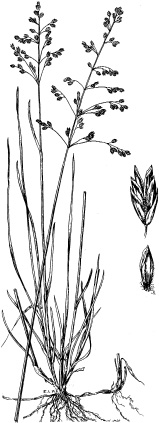 New Mexico Range Plants | New Mexico State University - BE BOLD. Shape ...