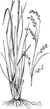 New Mexico Range Plants | New Mexico State University - BE BOLD. Shape ...