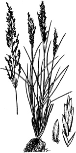 New Mexico Range Plants | New Mexico State University - BE BOLD. Shape ...