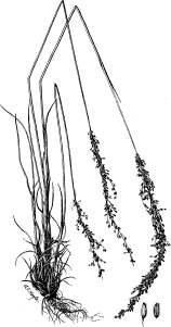 New Mexico Range Plants | New Mexico State University - BE BOLD. Shape ...