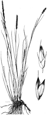 New Mexico Range Plants | New Mexico State University - BE BOLD. Shape ...