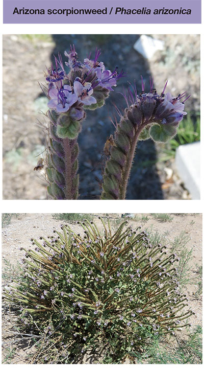 Noxious and Troublesome Weeds of New Mexico | New Mexico State ...