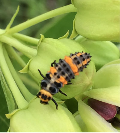 Fig. 19: Photograph of a lady beetle larva.